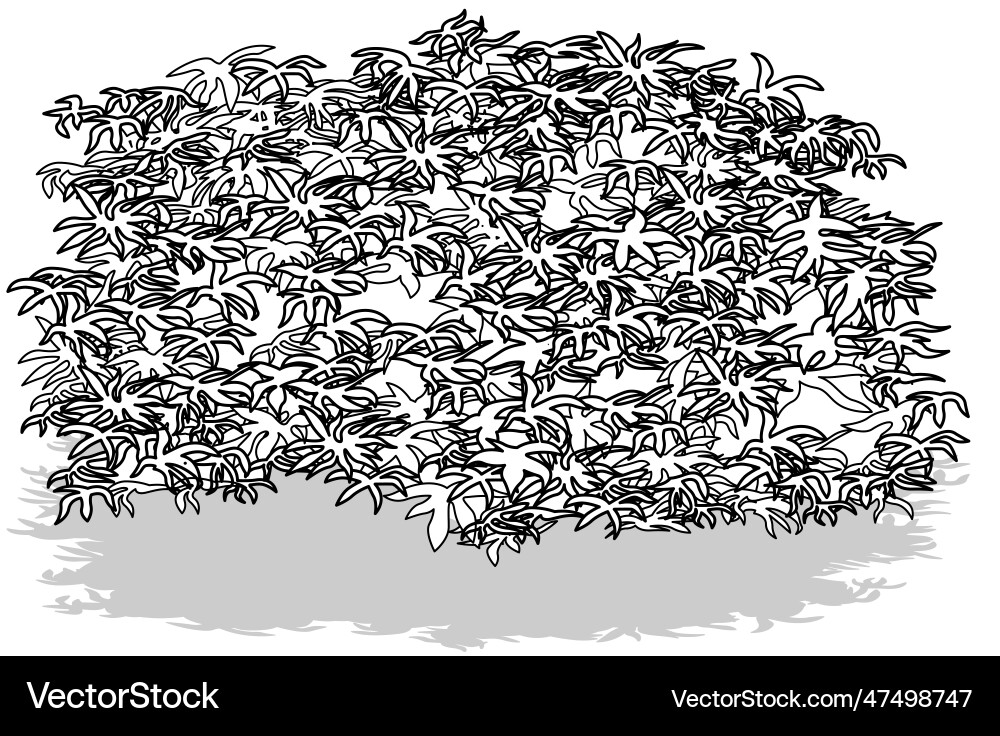Drawing of a dense tropical bush Royalty Free Vector Image