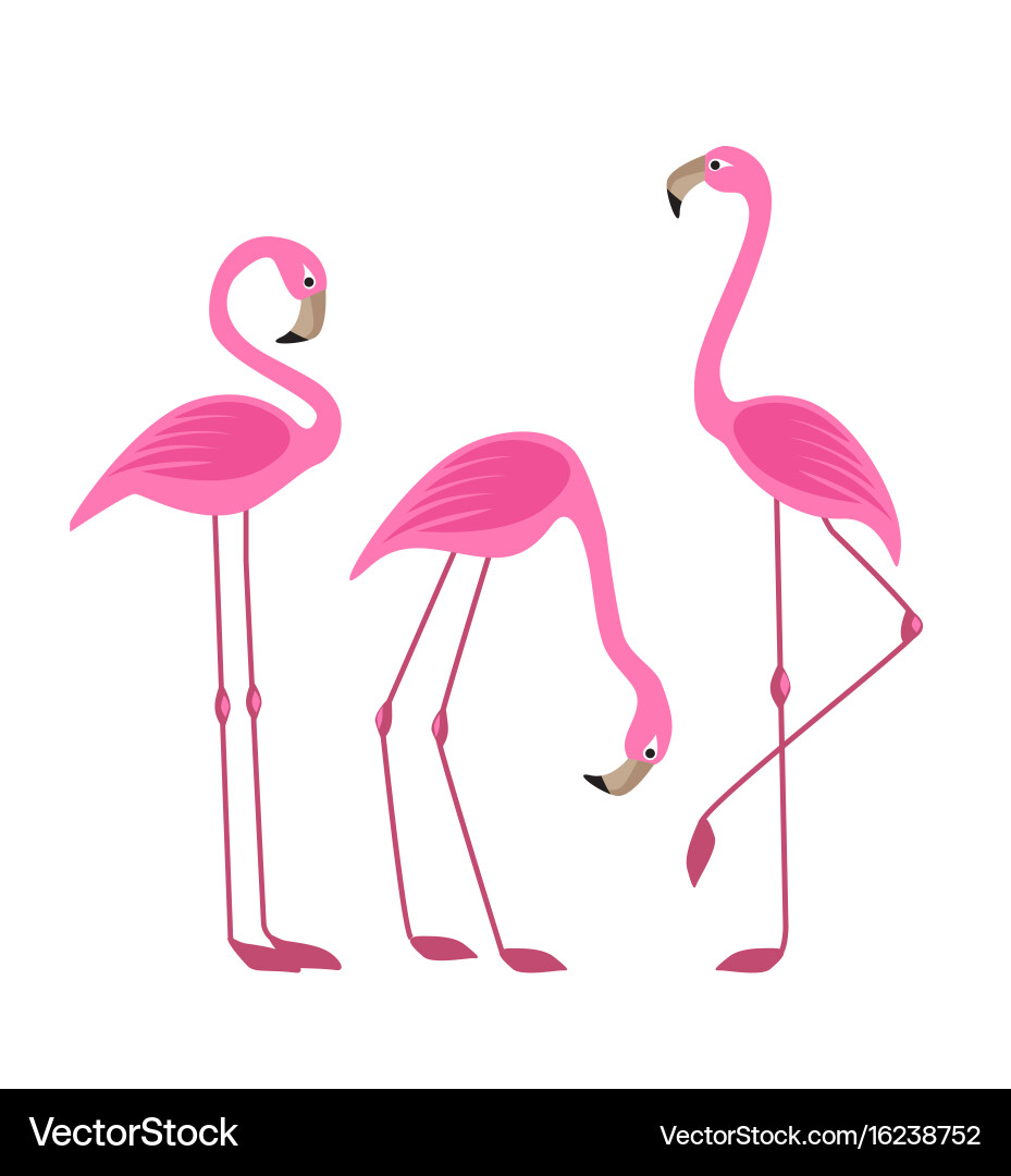 Tropical bird flamingos Royalty Free Vector Image