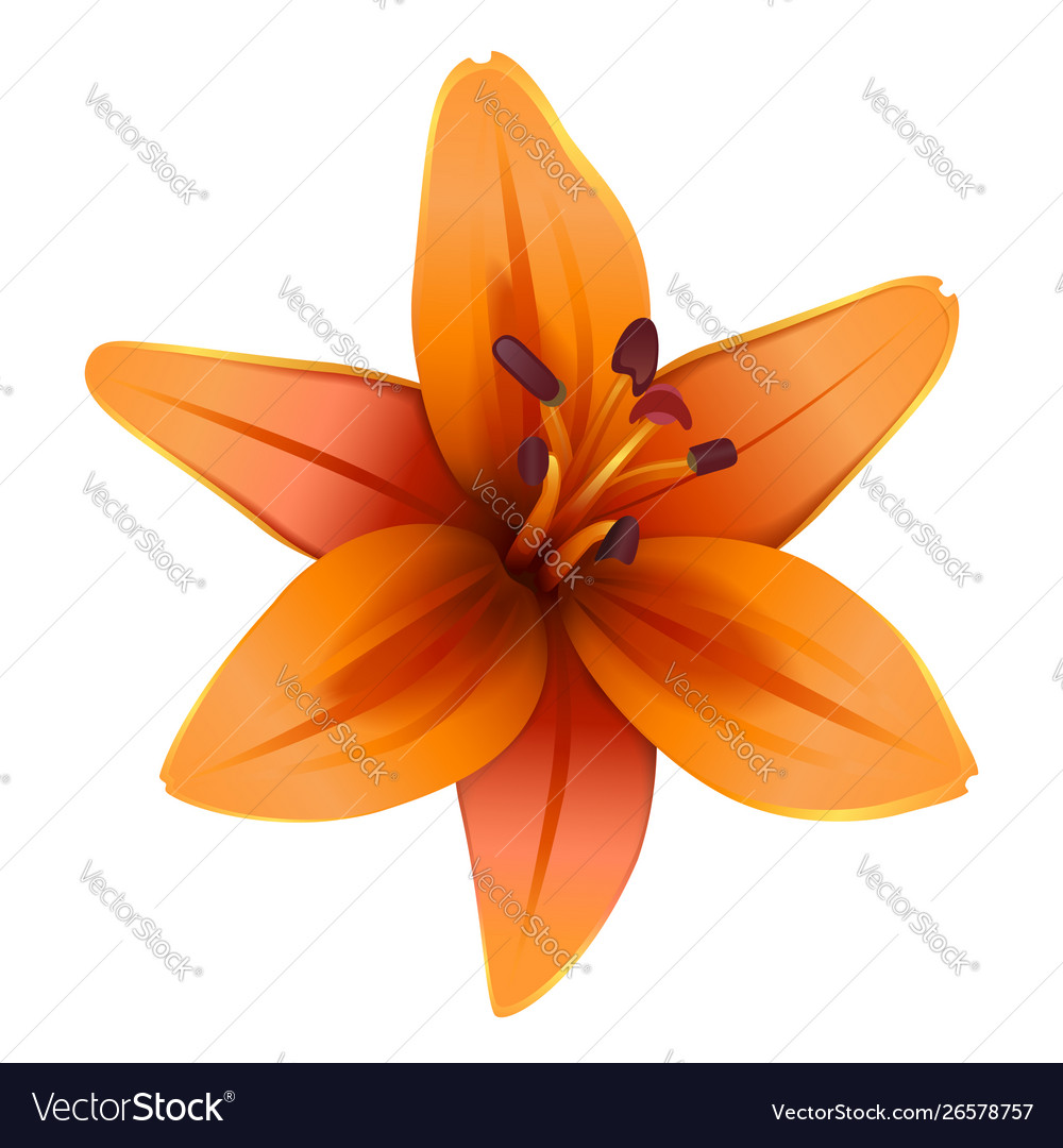 Lily flower Royalty Free Vector Image - VectorStock