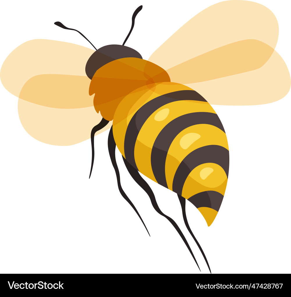 Bee insect honeybee character in closeup Vector Image