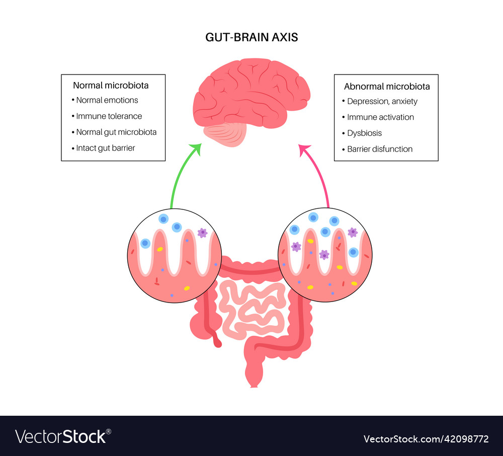 Gut-Brain Axis: Microbiome & Health Royalty Free Vector