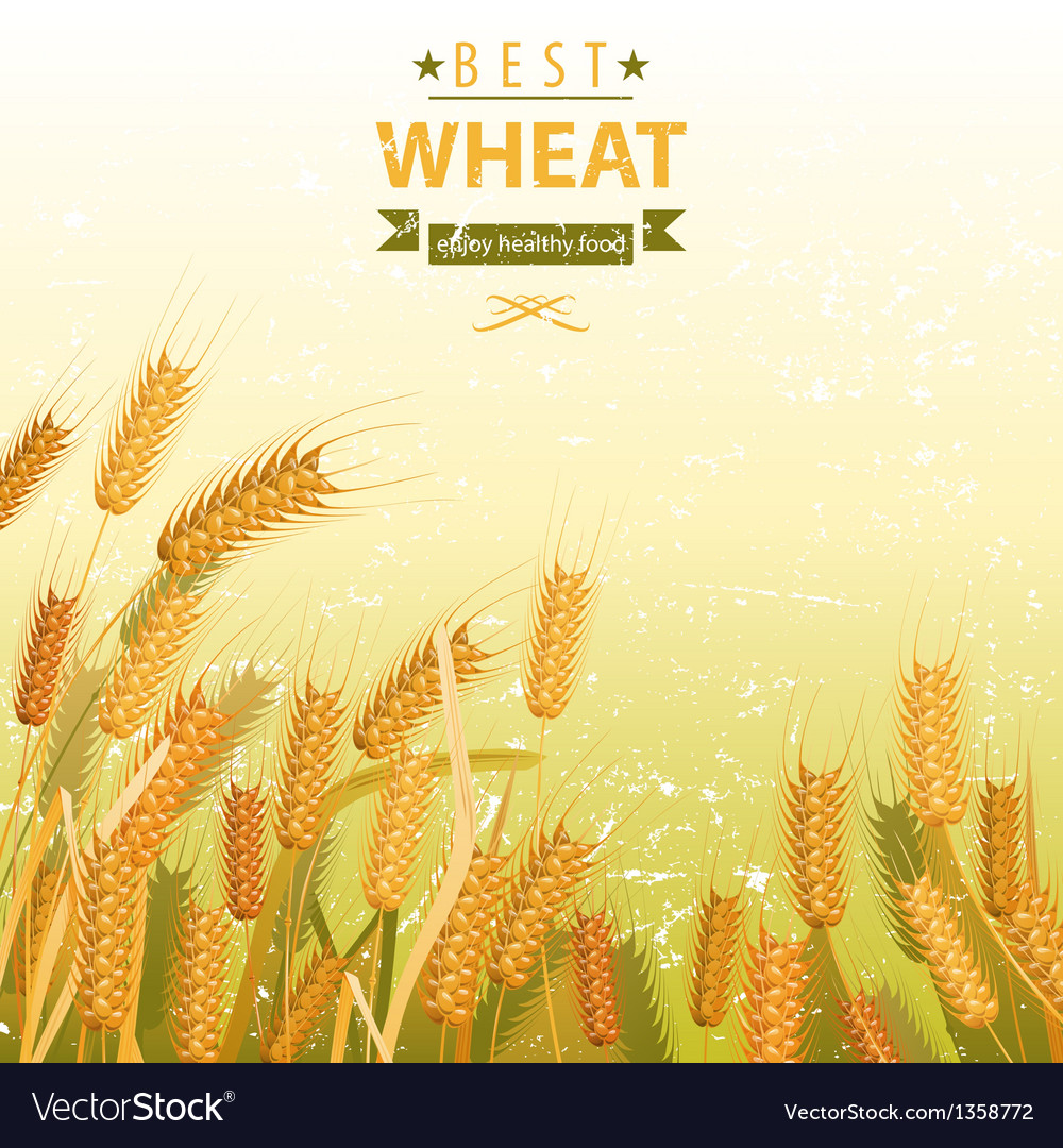 Wheat field Royalty Free Vector Image - VectorStock