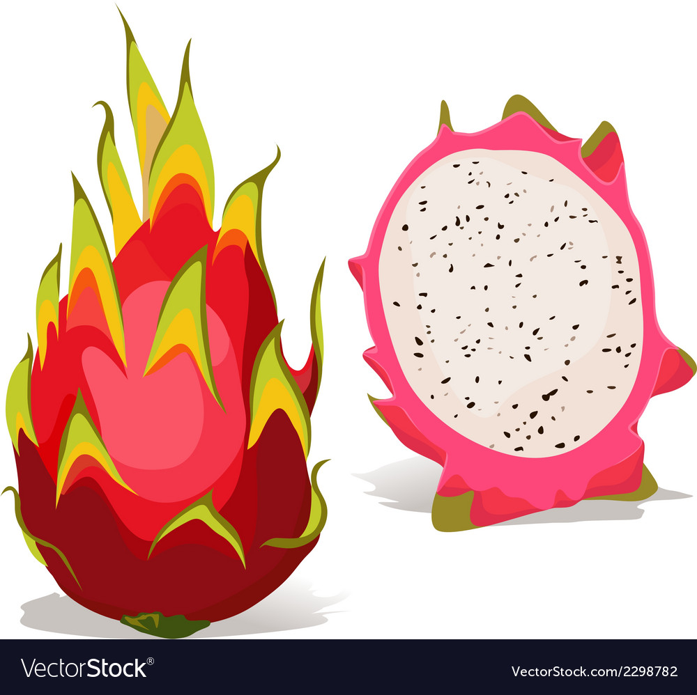 Dragon fruit Royalty Free Vector Image - VectorStock