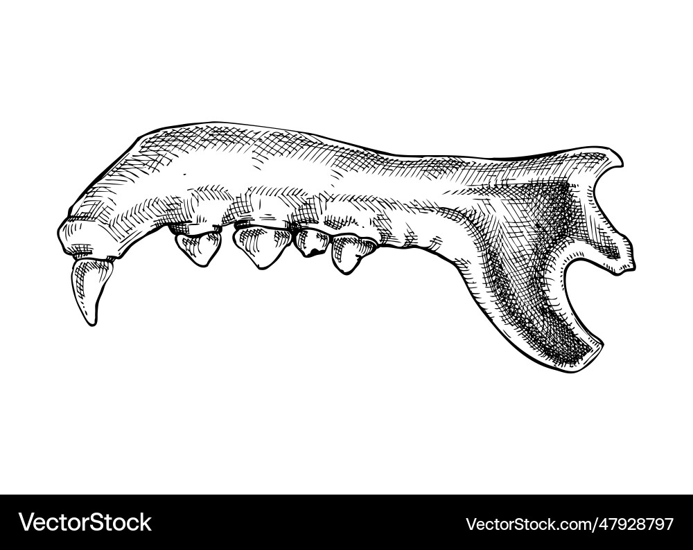 Hand drawn magical occult element in graphic Vector Image