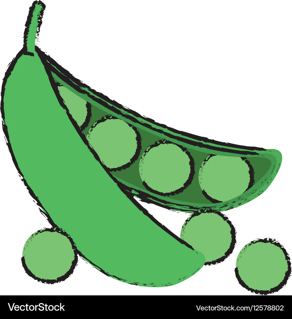 Fresh peas vegetable Royalty Free Vector Image