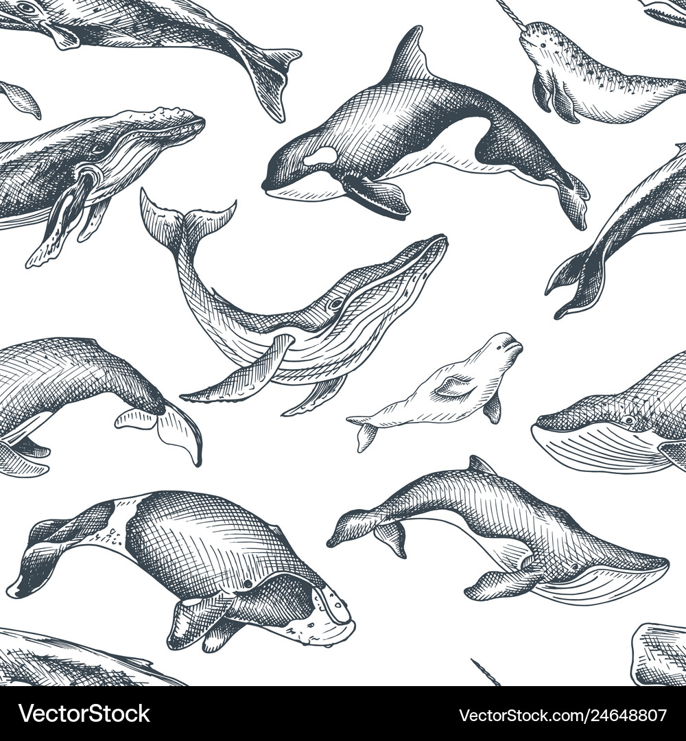 Whale Pattern - Hand Drawn Wildlife Royalty Free Vector
