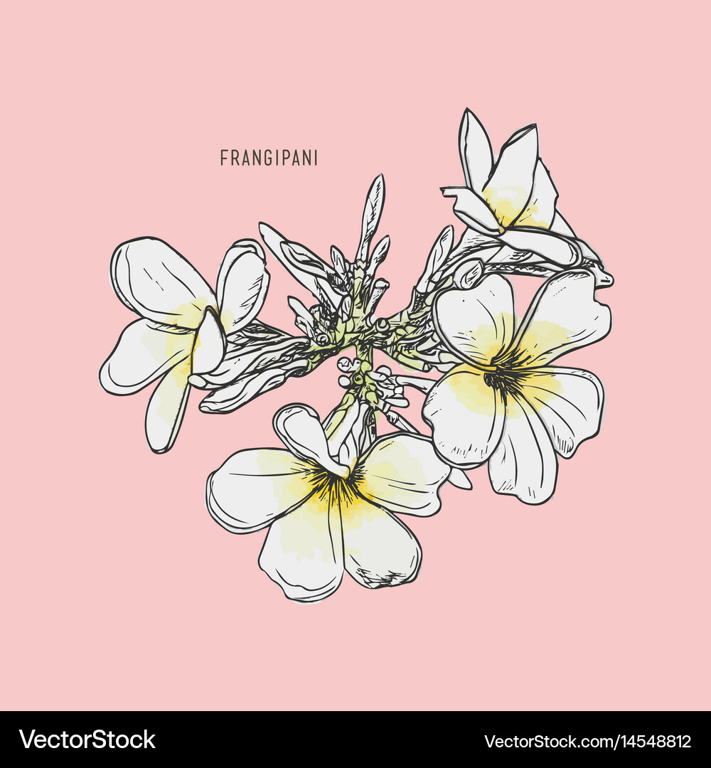 Frangipani hand drawing vintage style Royalty Free Vector