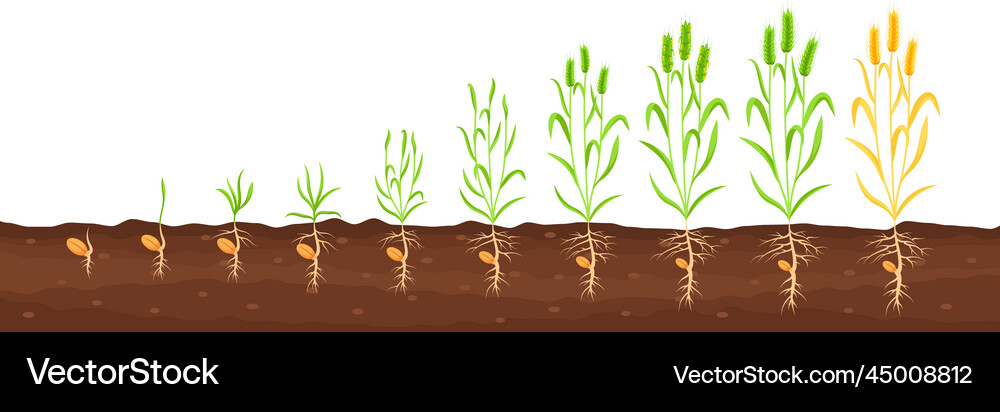 Growing crop process farm plant growth stages Vector Image