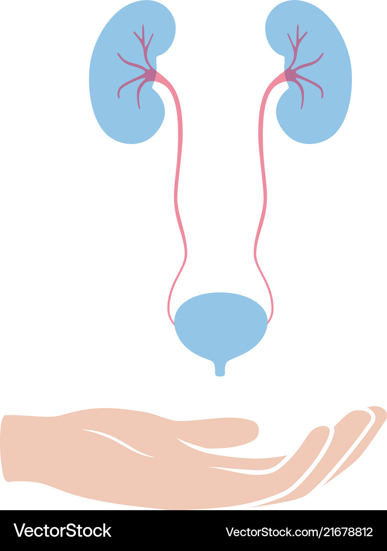 Isolated of kidney Royalty Free Vector Image - VectorStock