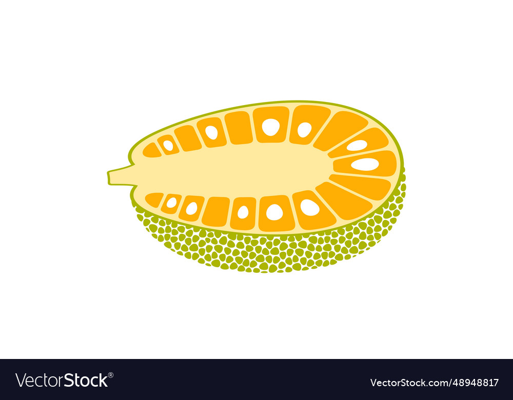 Jack fruit Royalty Free Vector Image - VectorStock