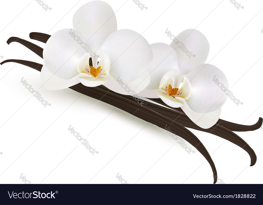 Vanilla Royalty Free Vector Image - VectorStock