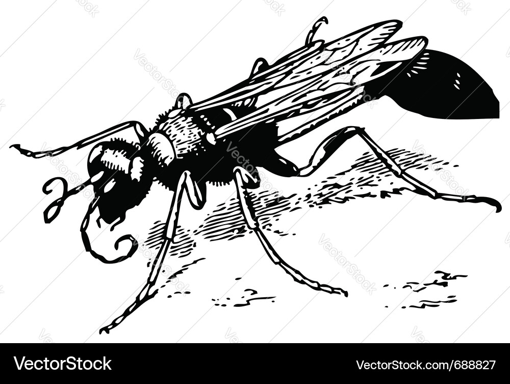 Insect sceliphron cementarium yellow mud dauber Vector Image
