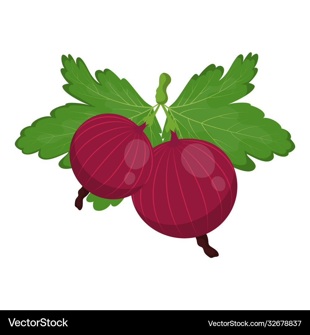Fresh red gooseberry isolated on white background Vector Image