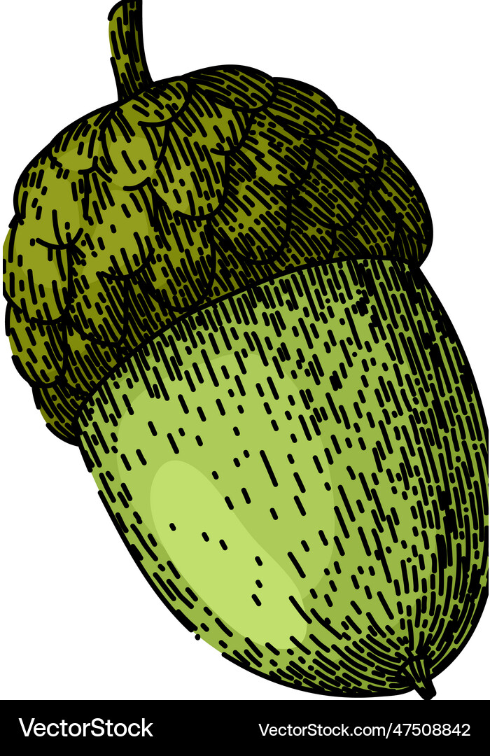Acorn nut green sketch hand drawn Royalty Free Vector Image