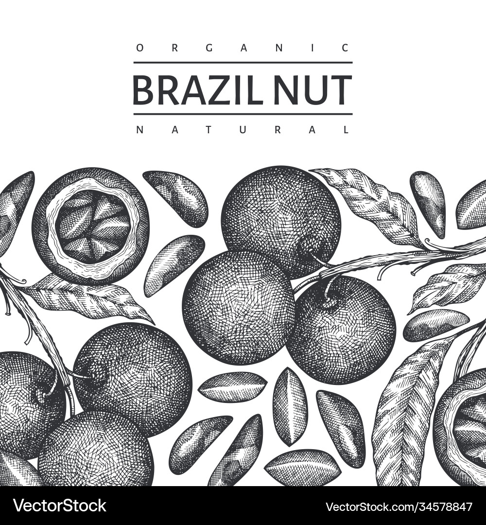 Hand drawn brazilian branch and kernels Royalty Free Vector