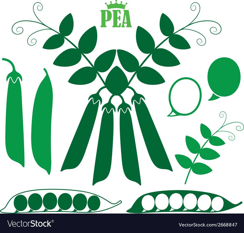 Pea Royalty Free Vector Image - VectorStock