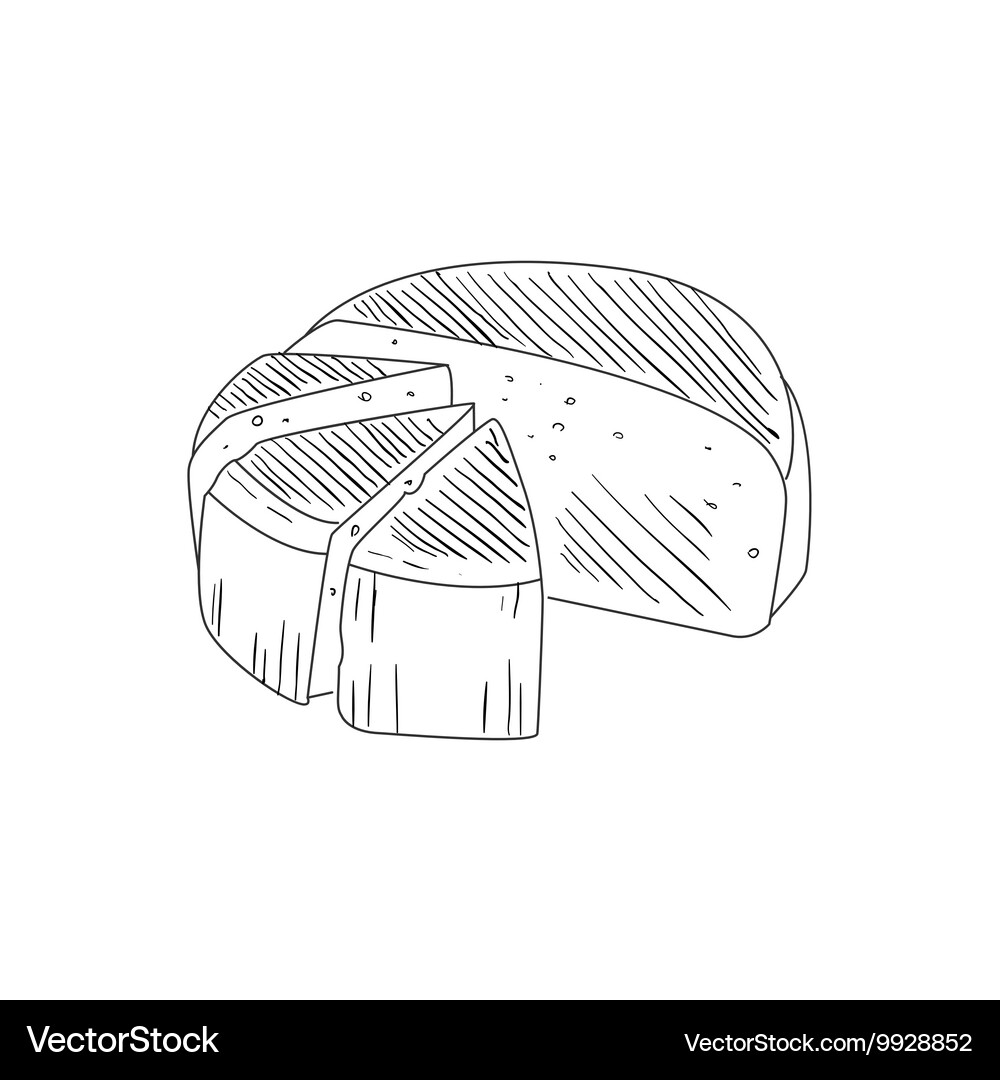 Round cheese cut in segments hand drawn realistic Vector Image