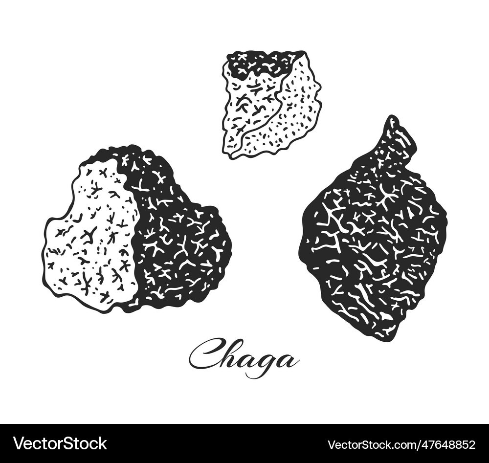 Set of chaga mushroom Royalty Free Vector Image