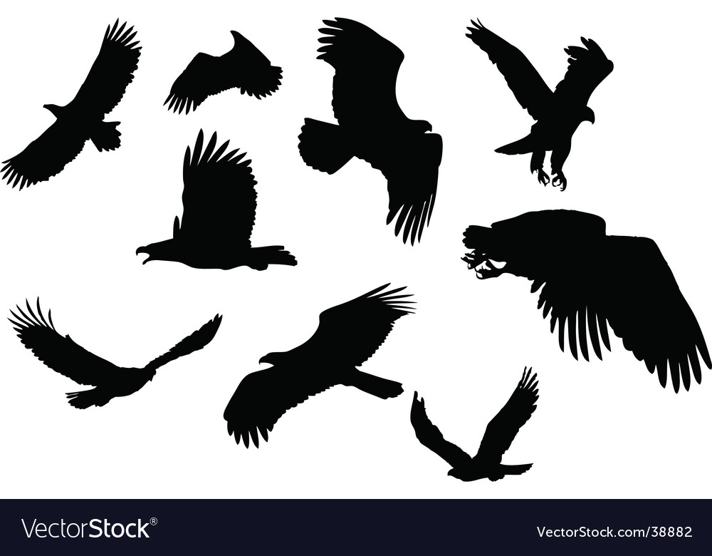 Eagles Royalty Free Vector Image - VectorStock