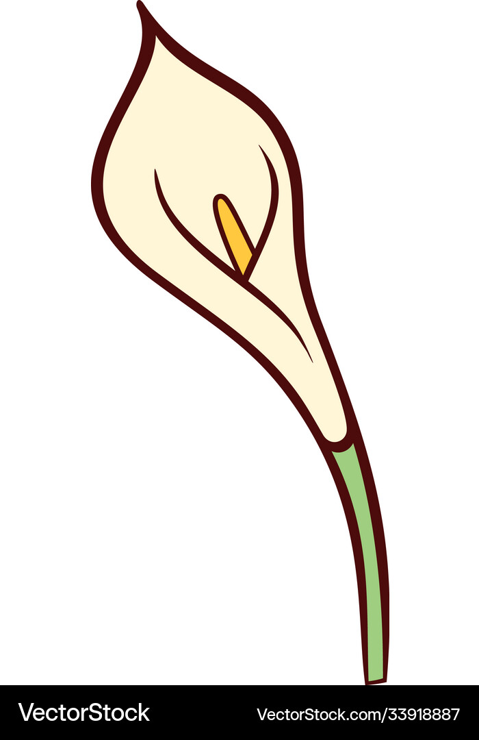 Calla lily flower icon in flat style Royalty Free Vector