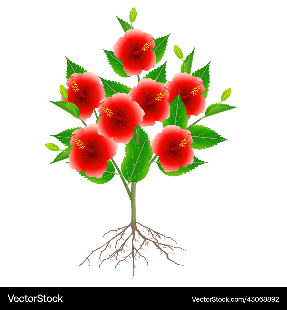 Chinese rose plant with roots Royalty Free Vector Image