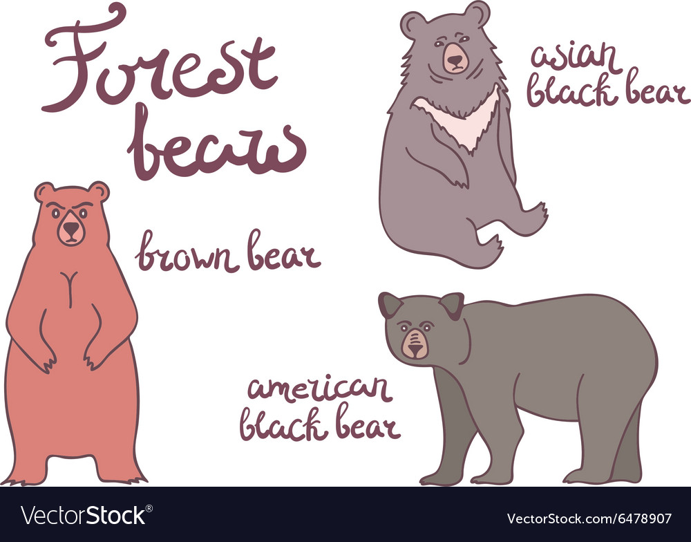 Forest bears set Royalty Free Vector Image - VectorStock