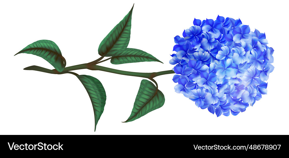 Hydrangea flower realistic hortensia blue blossom Vector Image