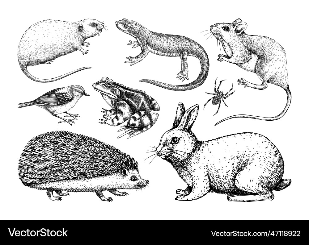 Forest animals in sketch style hand drawn Vector Image