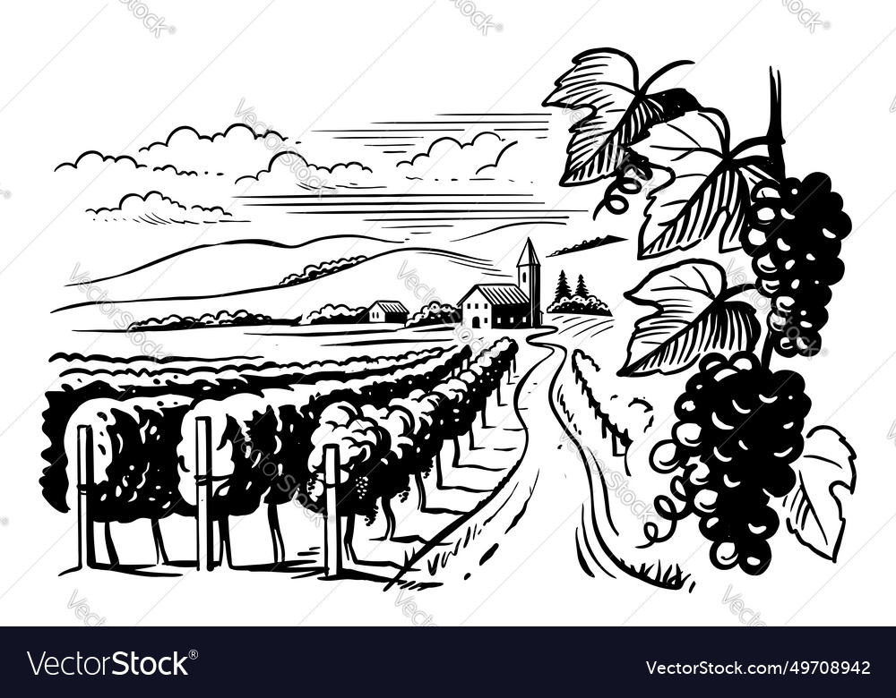 Rows of vineyard grape plants and winery house Vector Image