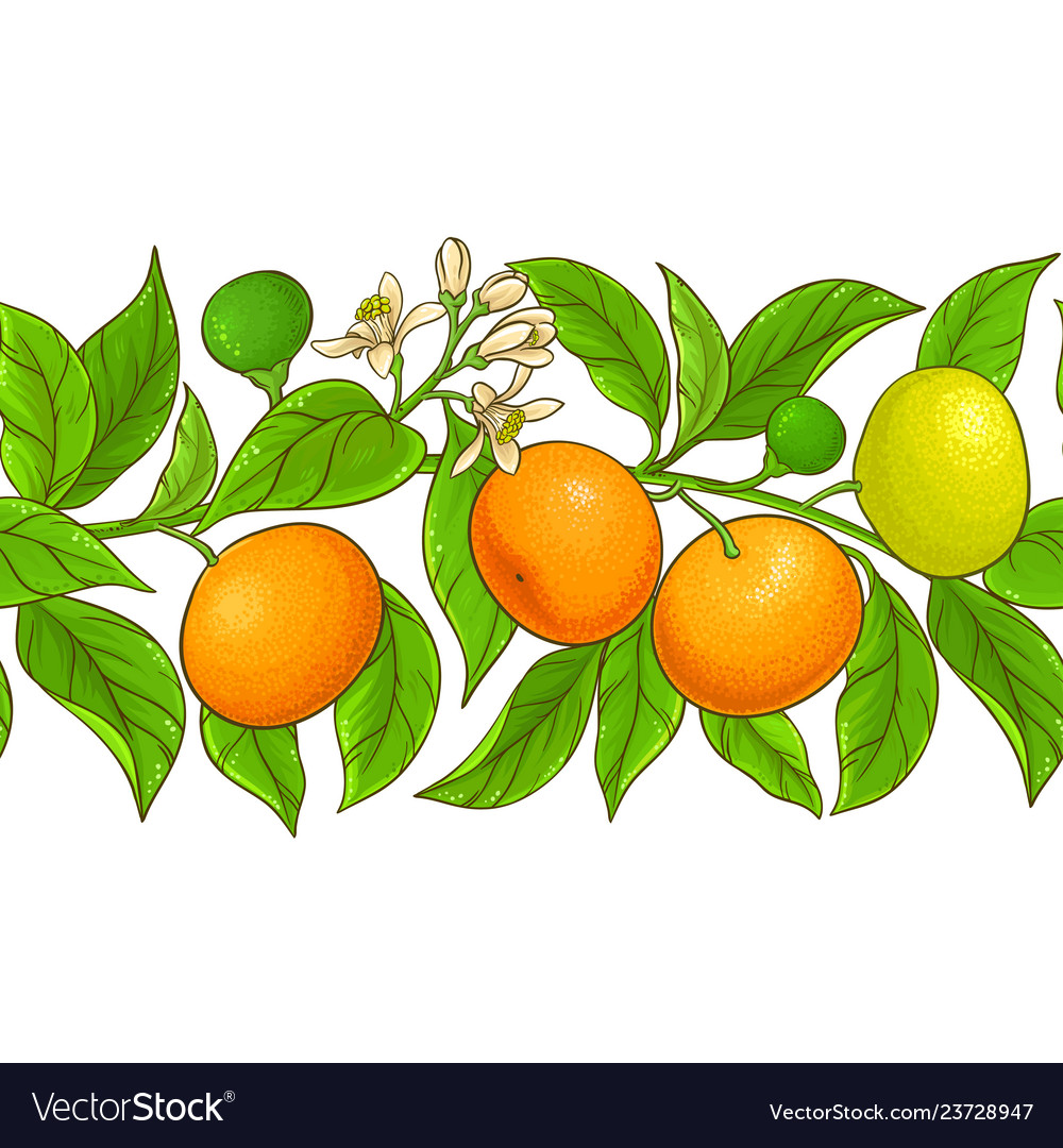 Mandarin pattern on white background Royalty Free Vector