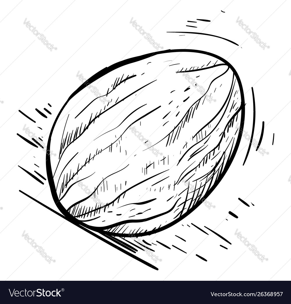 Almond Drawing On White Background Royalty Free Vector Image