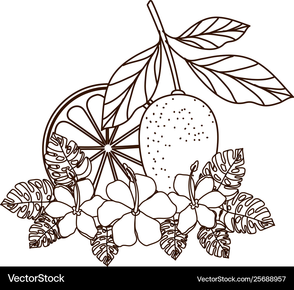 Lemon with leaves isolated icon Royalty Free Vector Image