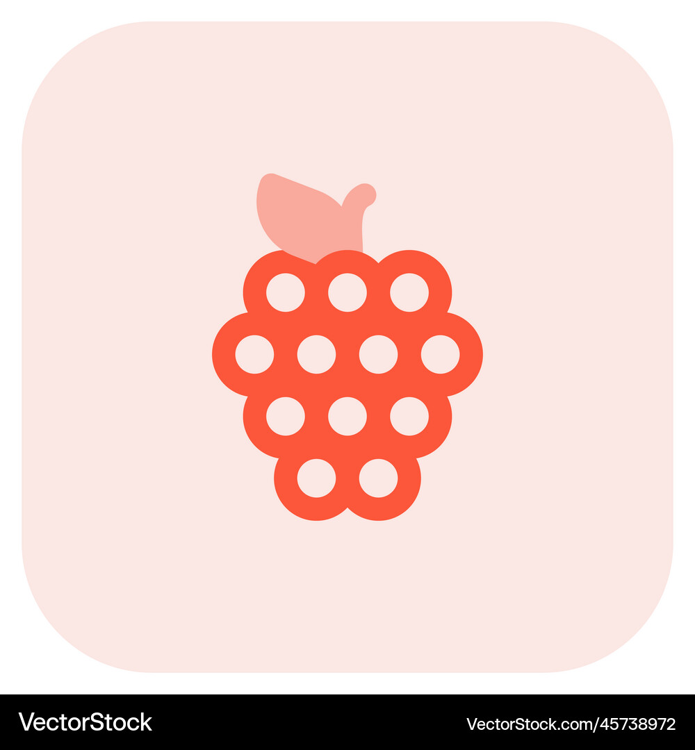 Raspberry an edible rose plant fruit Royalty Free Vector