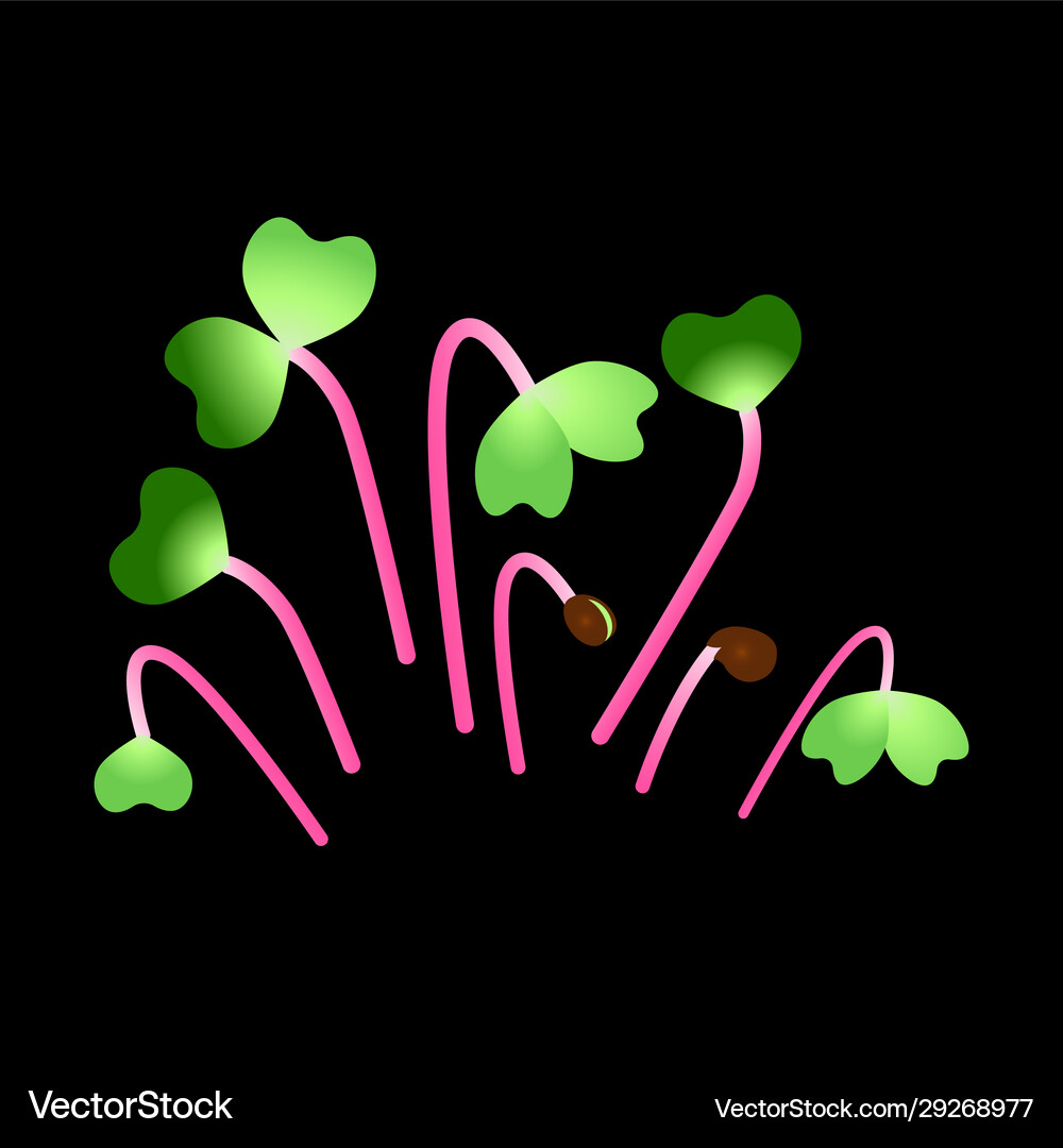 Microgreens hong vit radish bunch plants black Vector Image