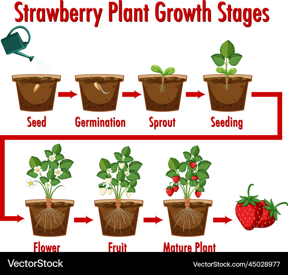 Strawberry plant growth stages Royalty Free Vector Image