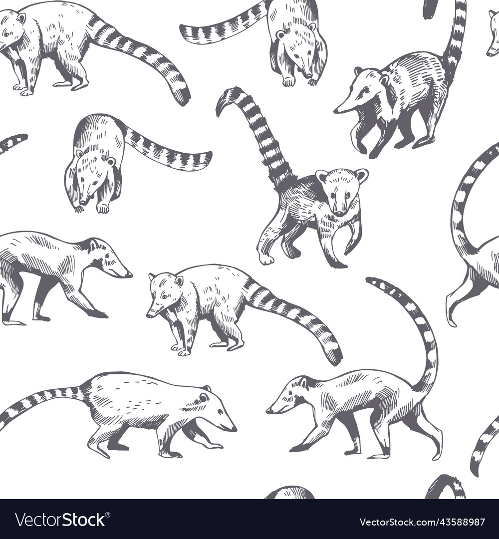 Coati pattern Royalty Free Vector Image - VectorStock