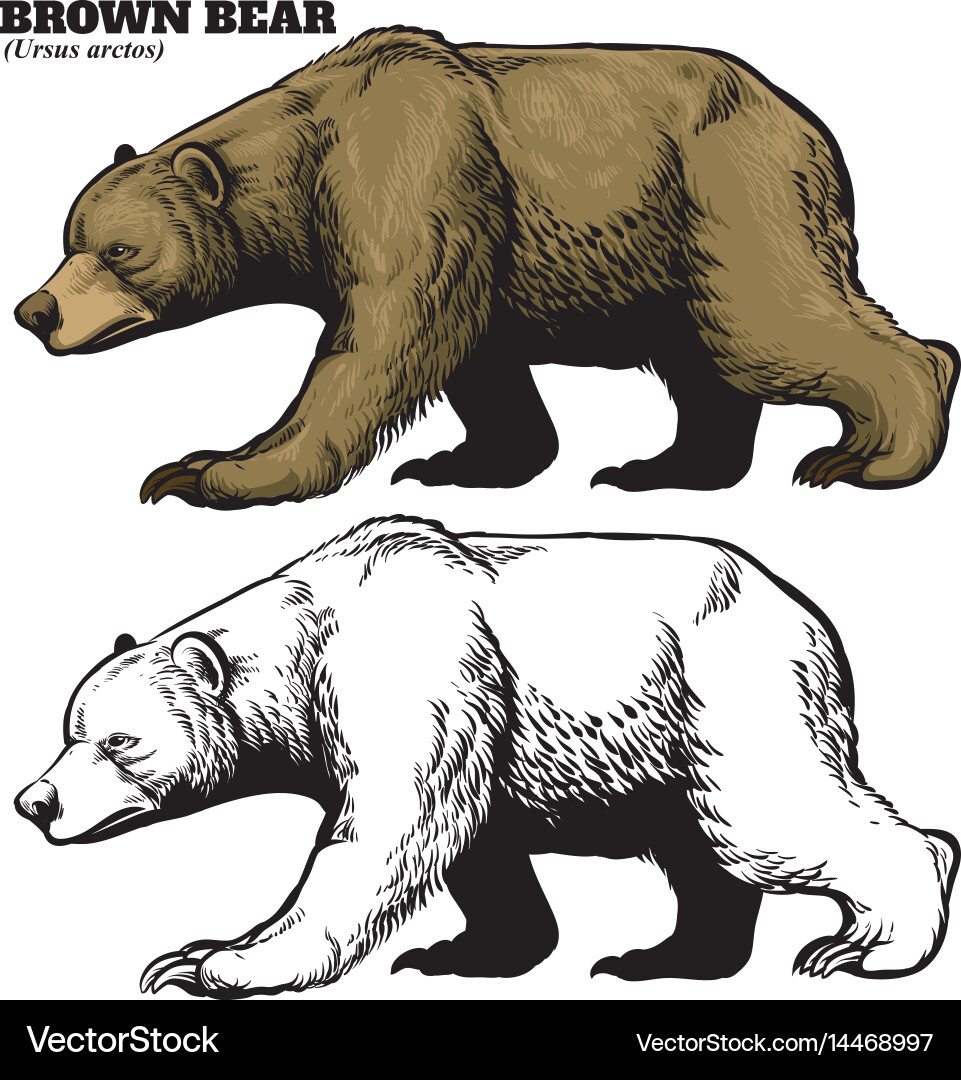 Hand drawing style brown bear Royalty Free Vector Image