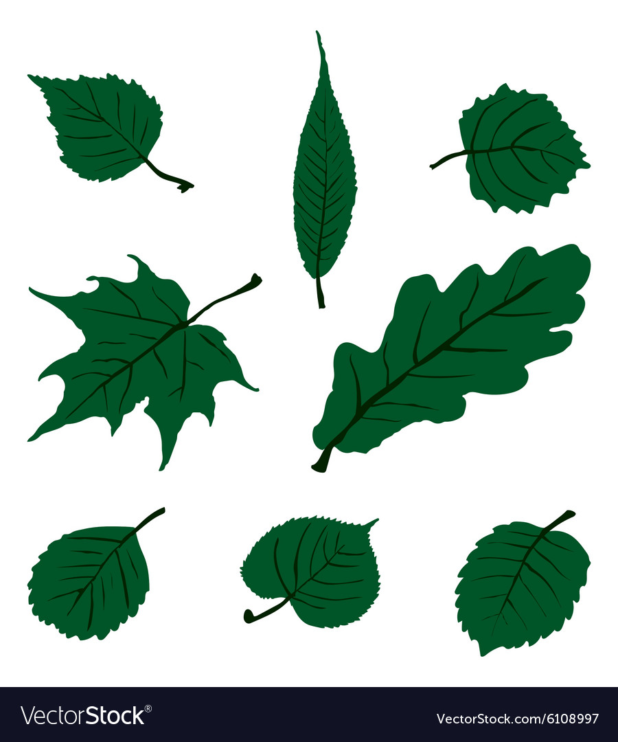 Leaf set Royalty Free Vector Image - VectorStock