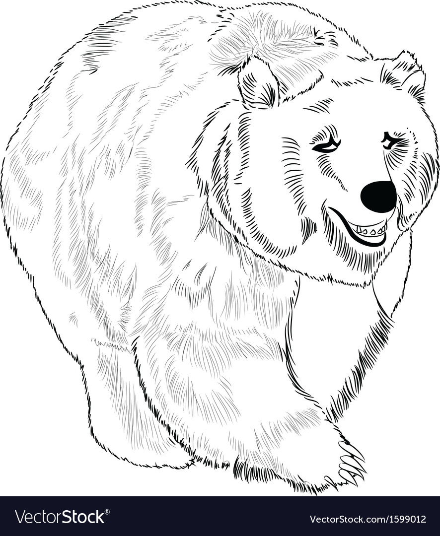 Bear Royalty Free Vector Image - VectorStock