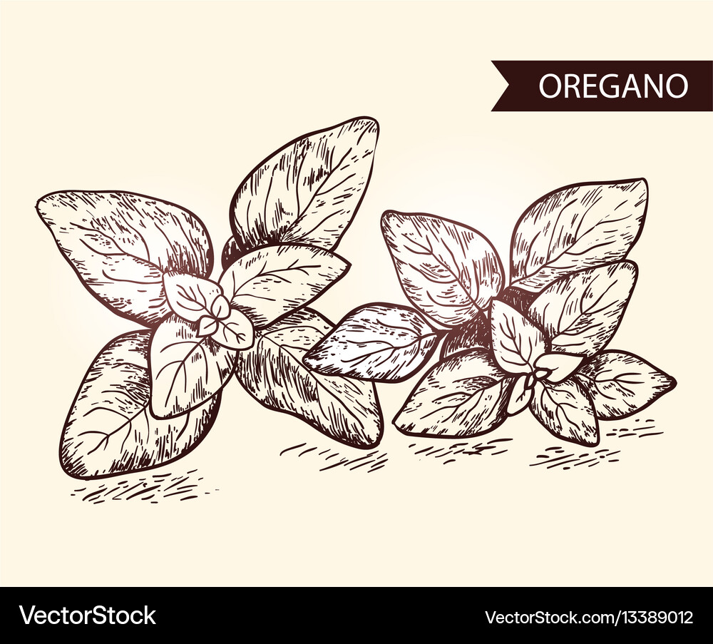 Oregano herb and spice label engraving Royalty Free Vector