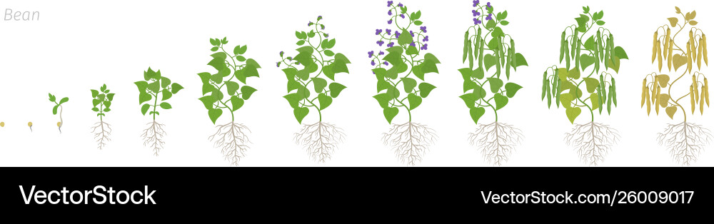 Growth stages bean plant with roots bean Vector Image