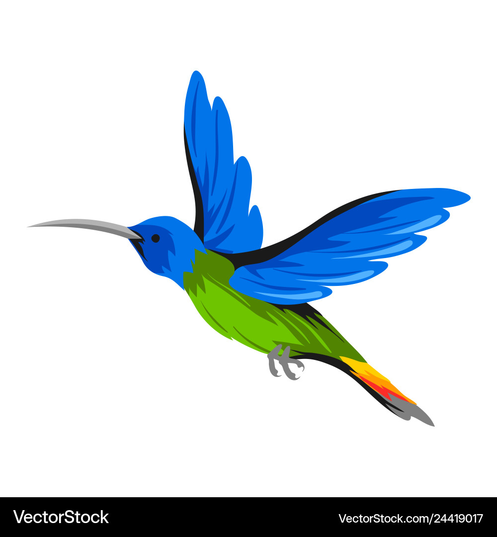 Hummingbird tropical exotic bird Royalty Free Vector Image