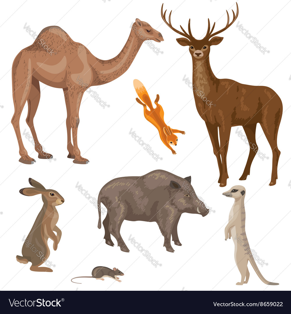 Animals Royalty Free Vector Image - VectorStock