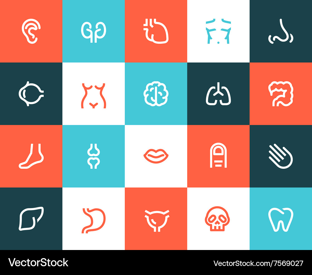 Human anatomy icons flat style Royalty Free Vector Image