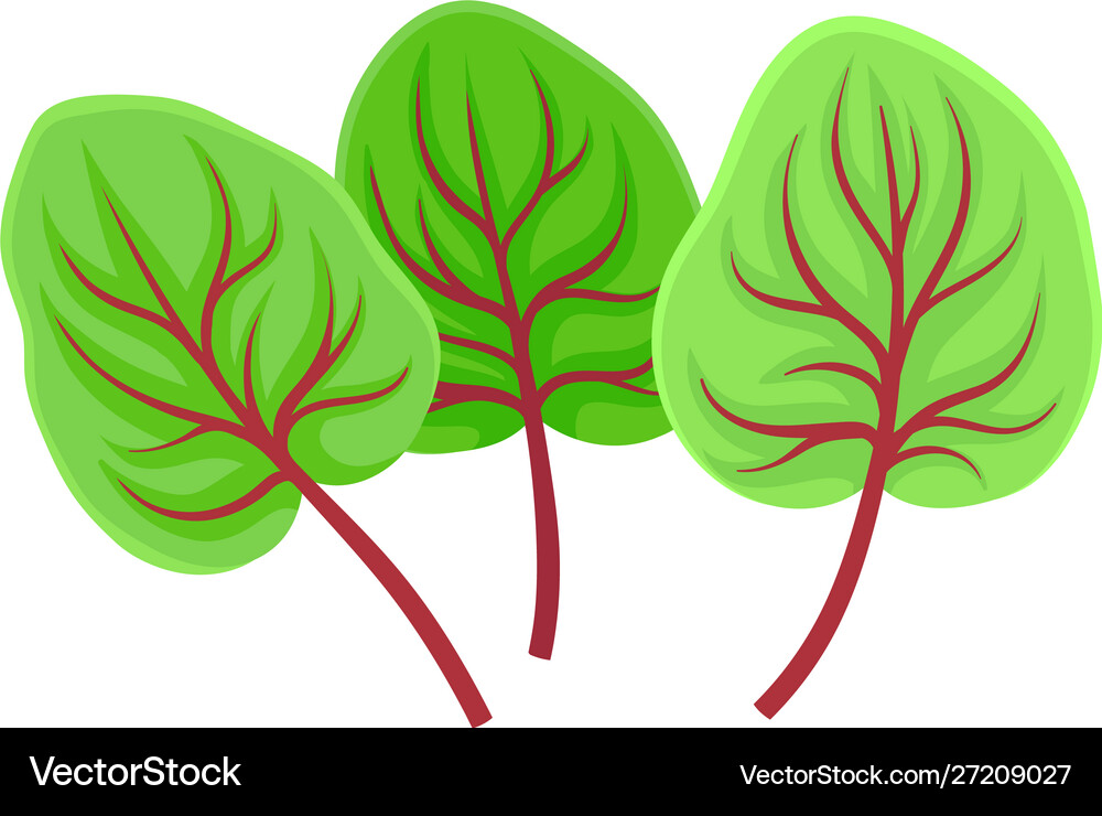 Three fresh green leaves beetroot Royalty Free Vector Image