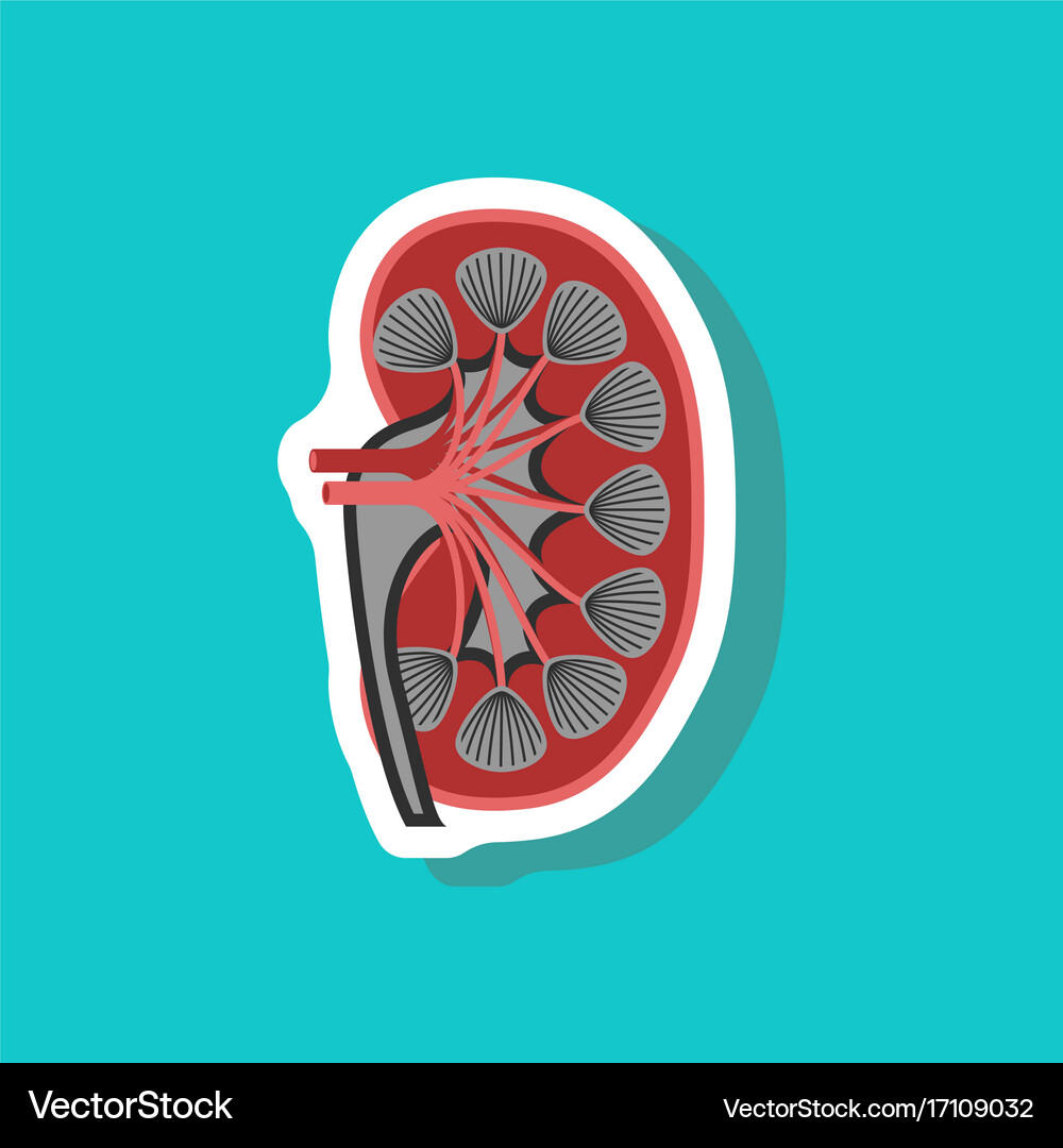 Kidney paper sticker on stylish background Vector Image