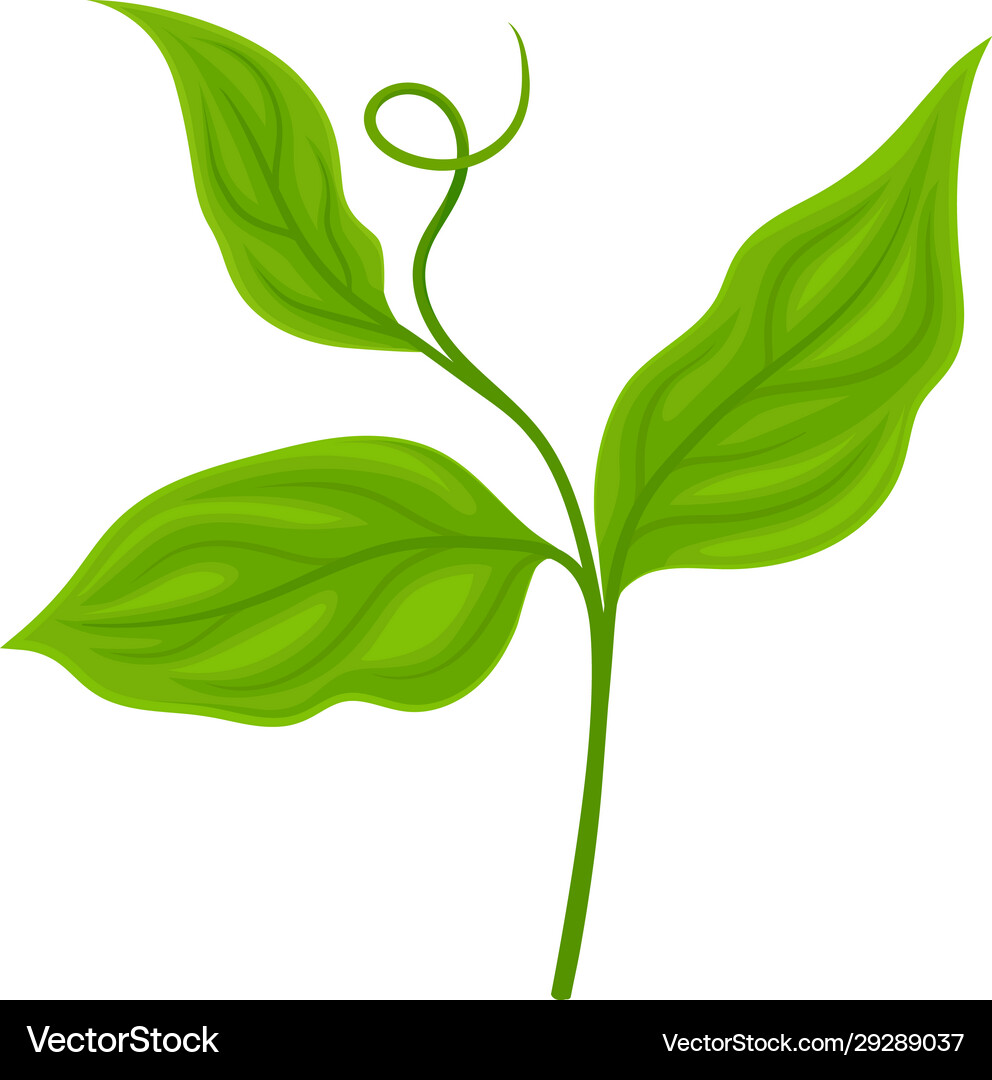 Green soya plant isolated on white background Vector Image