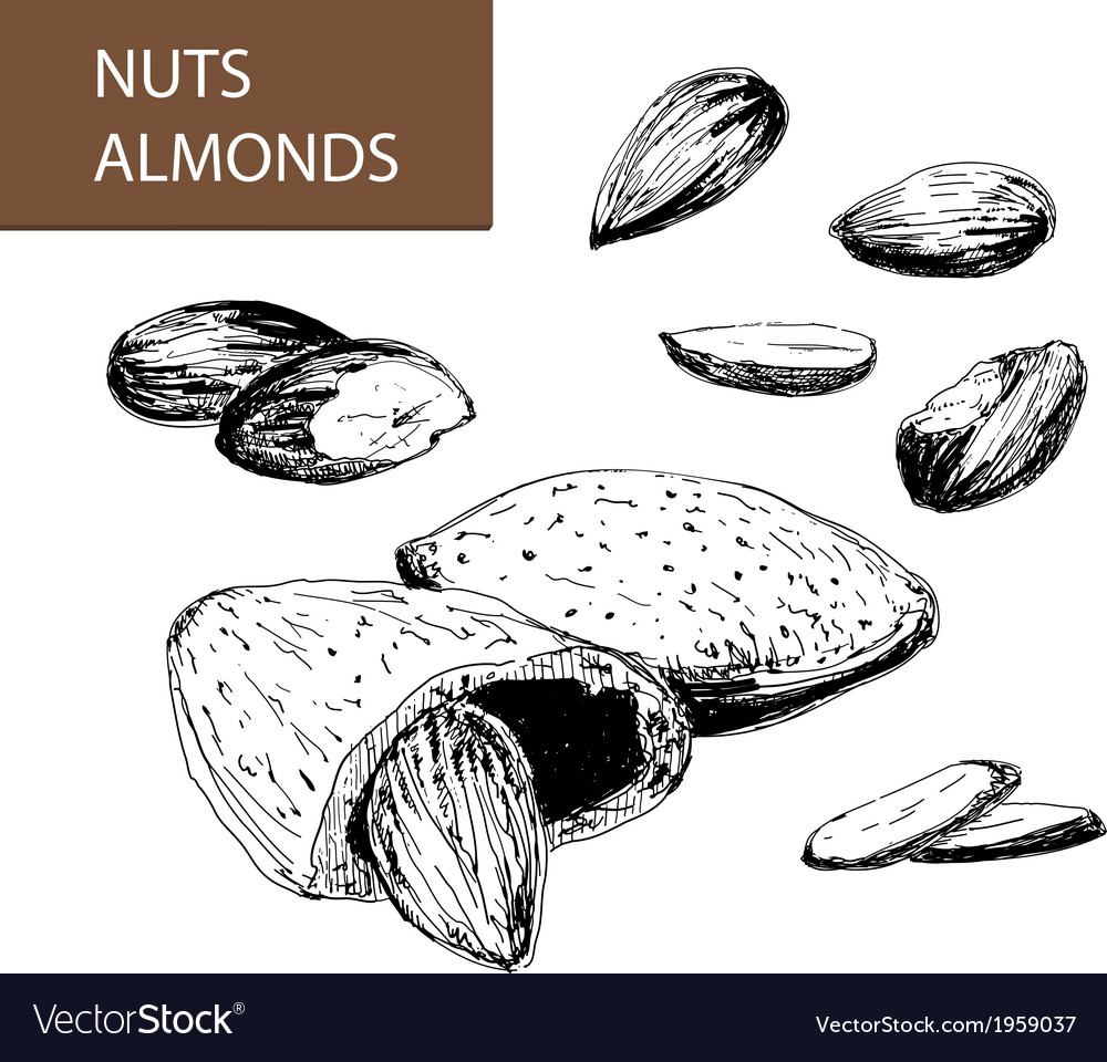 Nuts almonds Royalty Free Vector Image - VectorStock