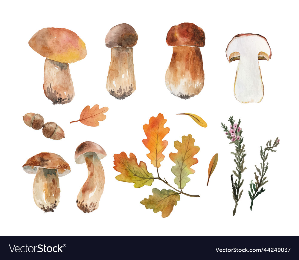 Watercolor mushroom set Royalty Free Vector Image