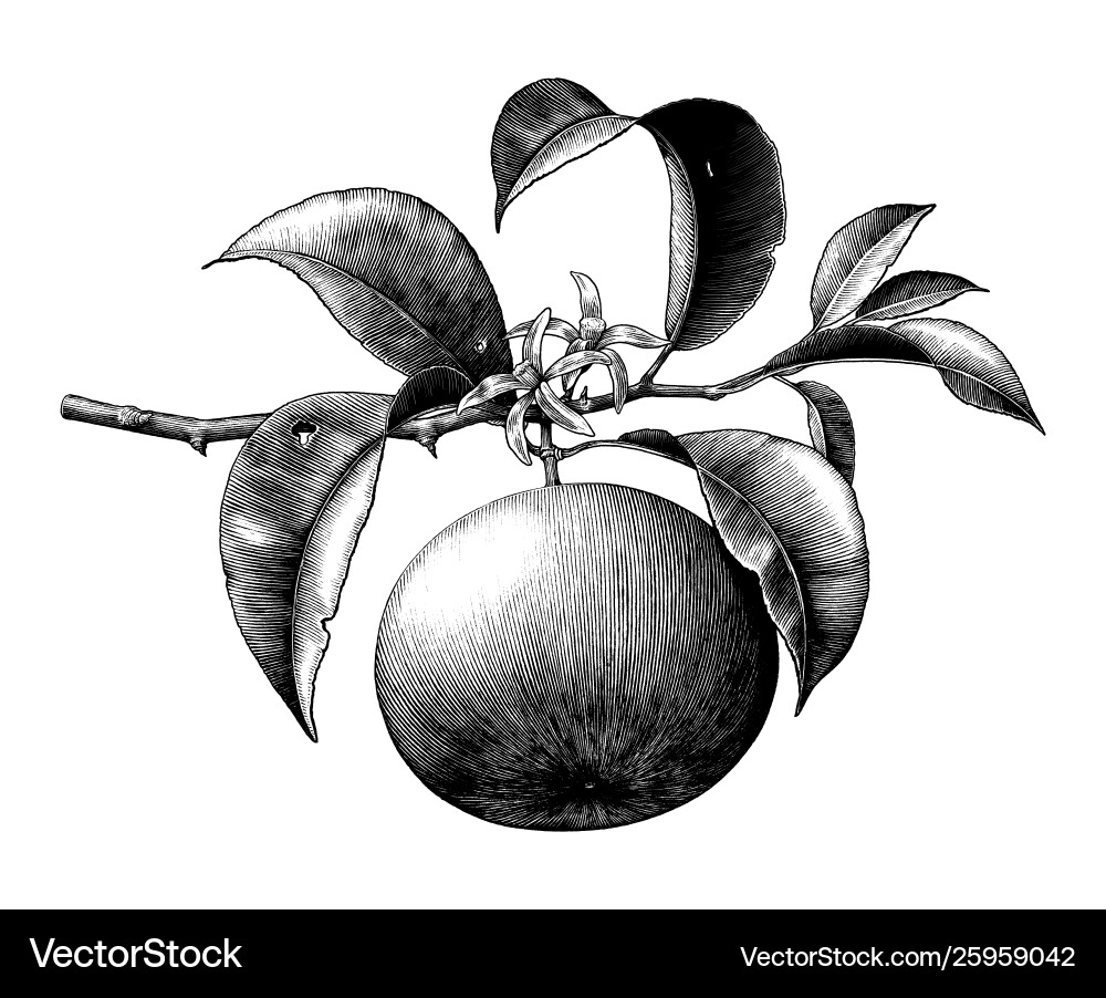 Antique botanical engraving orange branch Vector Image